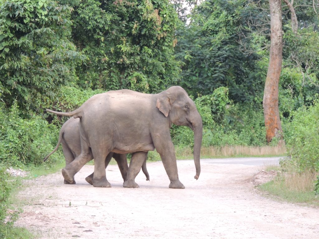 Elephants at Dublin Zoo: Conservation, Research and Management - Dublin Zoo