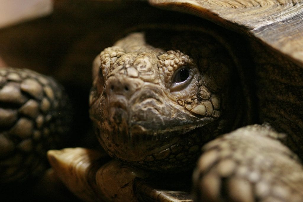 Indian star tortoise - Dublin Zoo
