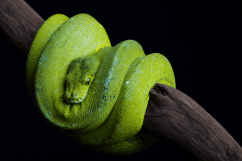 Green tree python - Dublin Zoo