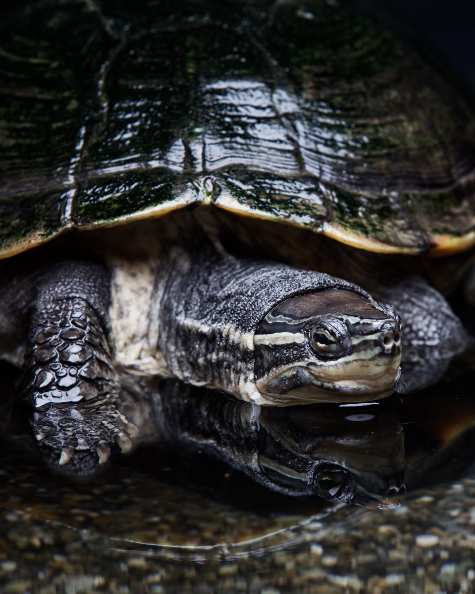 Vietnamese pond turtle - Dublin Zoo