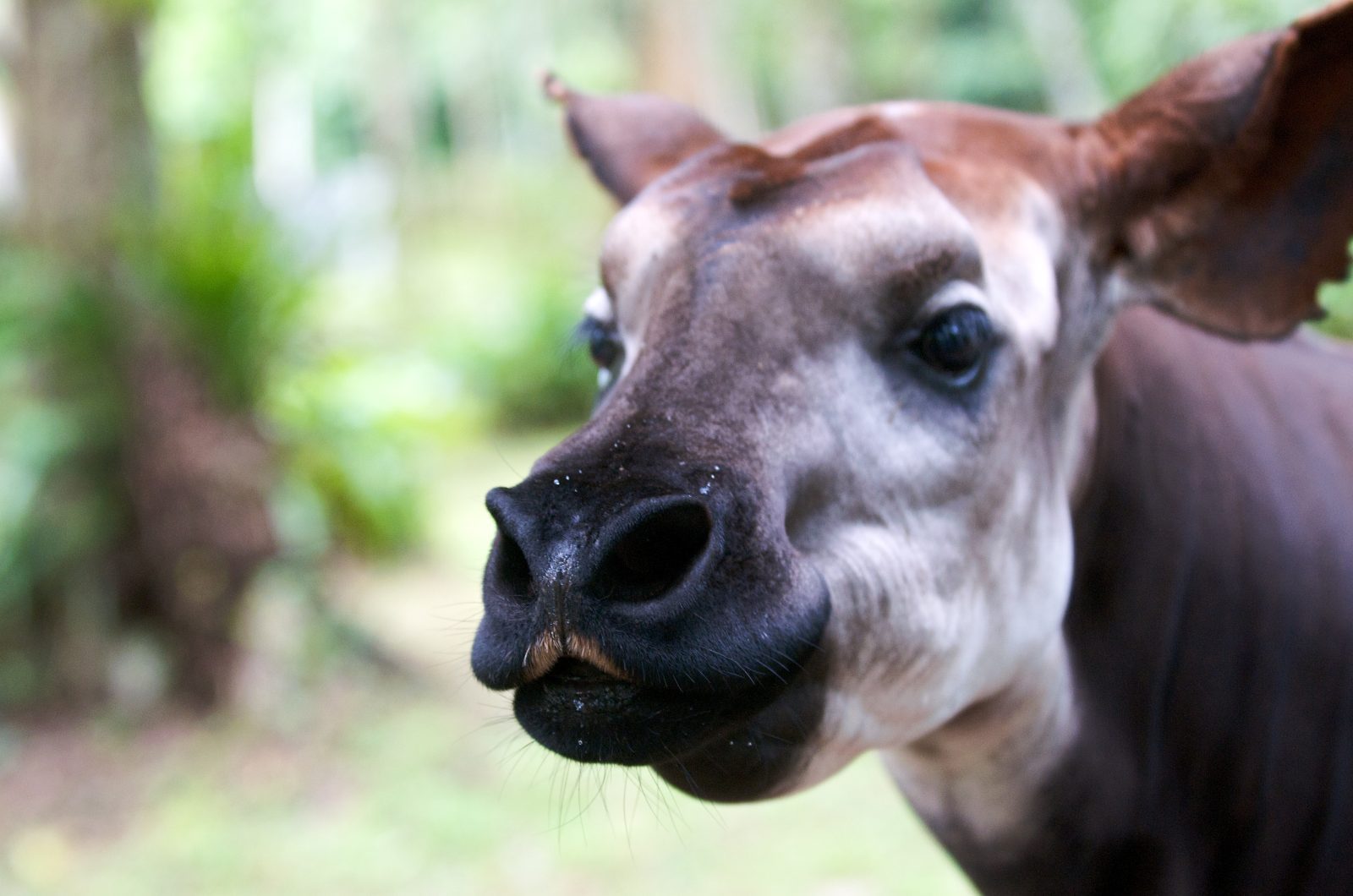Dublin Zoo Support Okapi Conservation Project - See What You Can Do