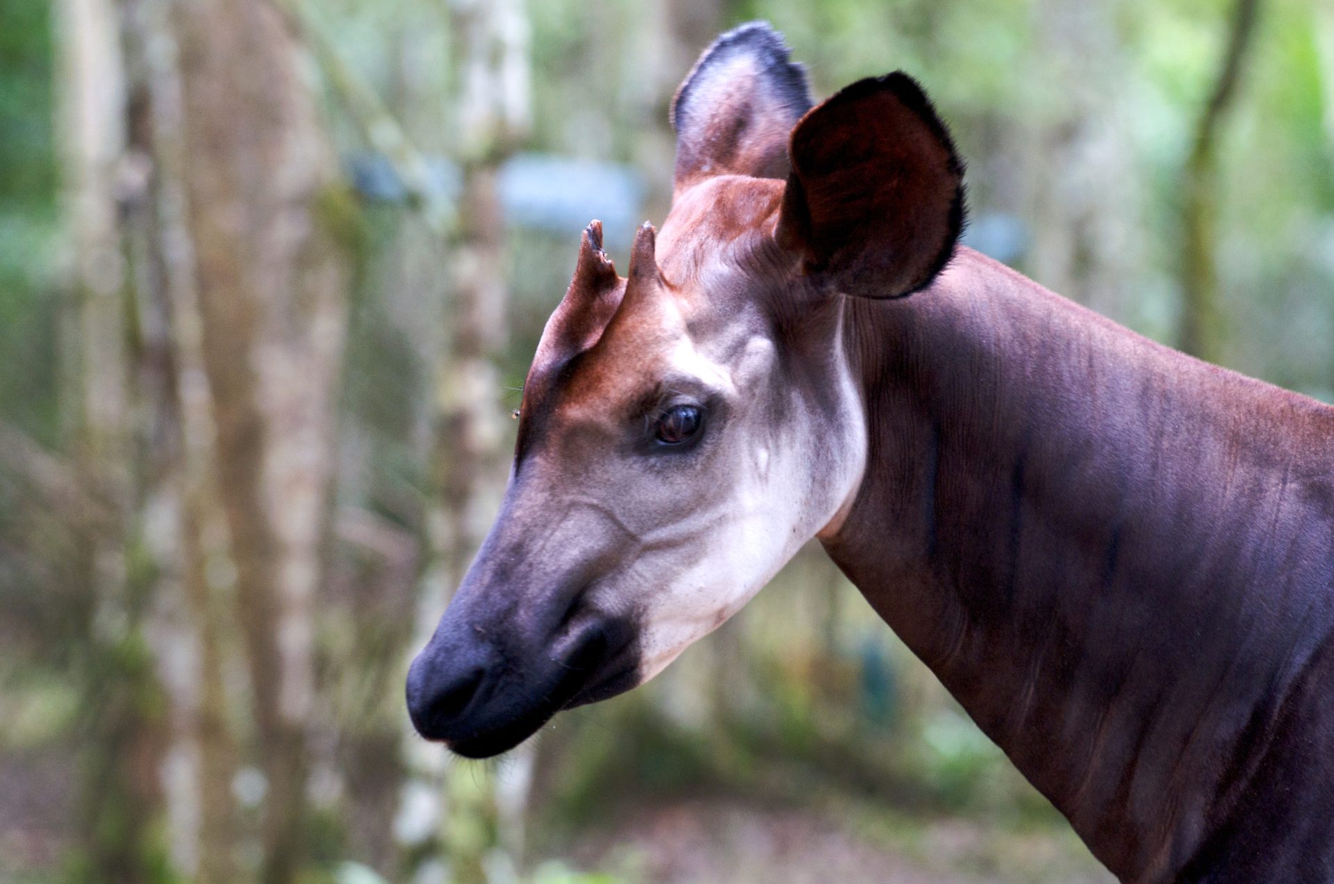 Dublin Zoo Support Okapi Conservation Project - See What You Can Do