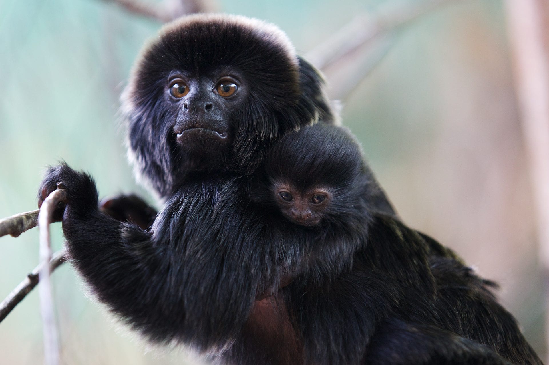 Goeldi’s monkey - Dublin Zoo