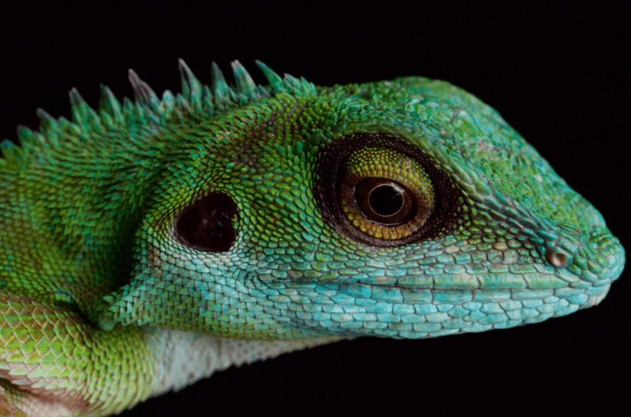 Green crested lizard - Dublin Zoo