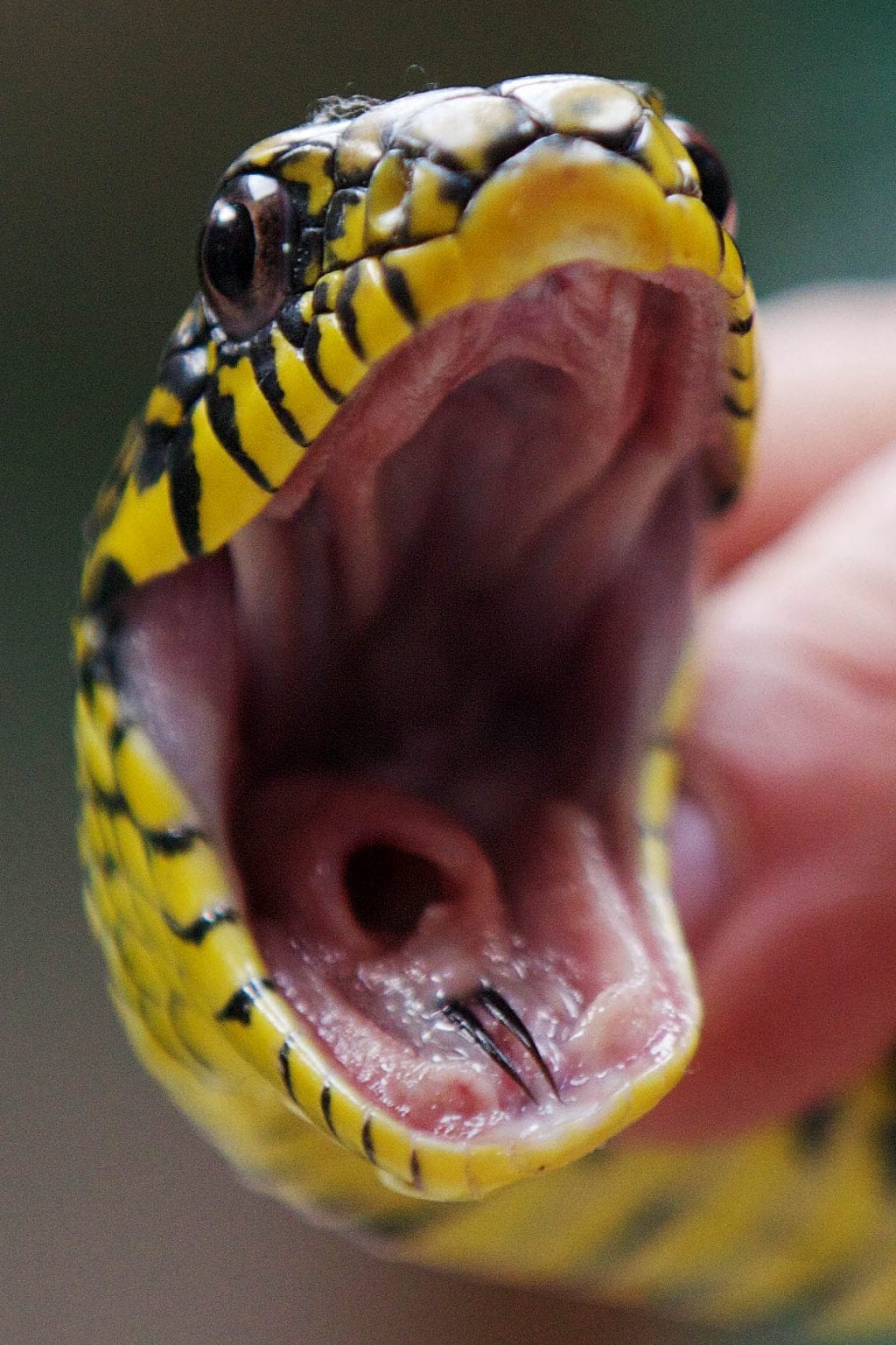 King ratsnake - Dublin Zoo