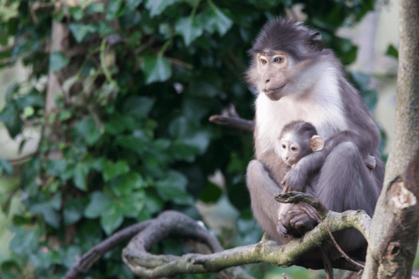 White-naped mangabey - Dublin Zoo