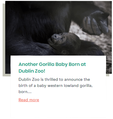 A Zoo-tastic Year for New Arrivals at Dublin Zoo! - Dublin Zoo