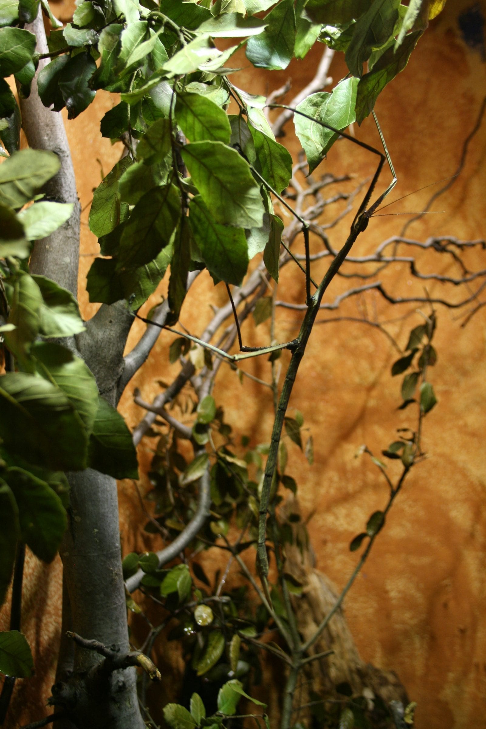 Stick insect - Dublin Zoo
