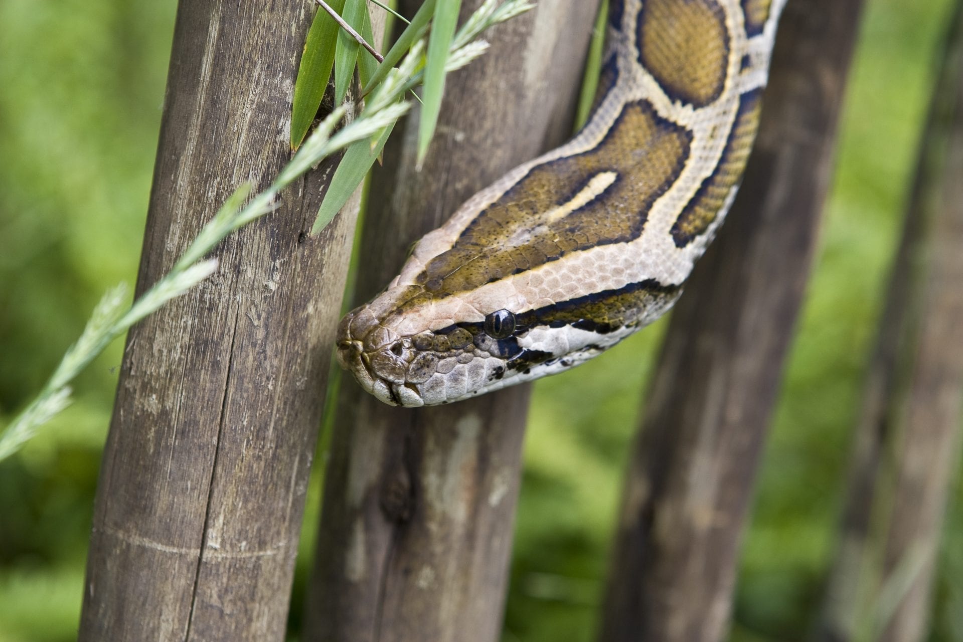 Ball python - Dublin Zoo