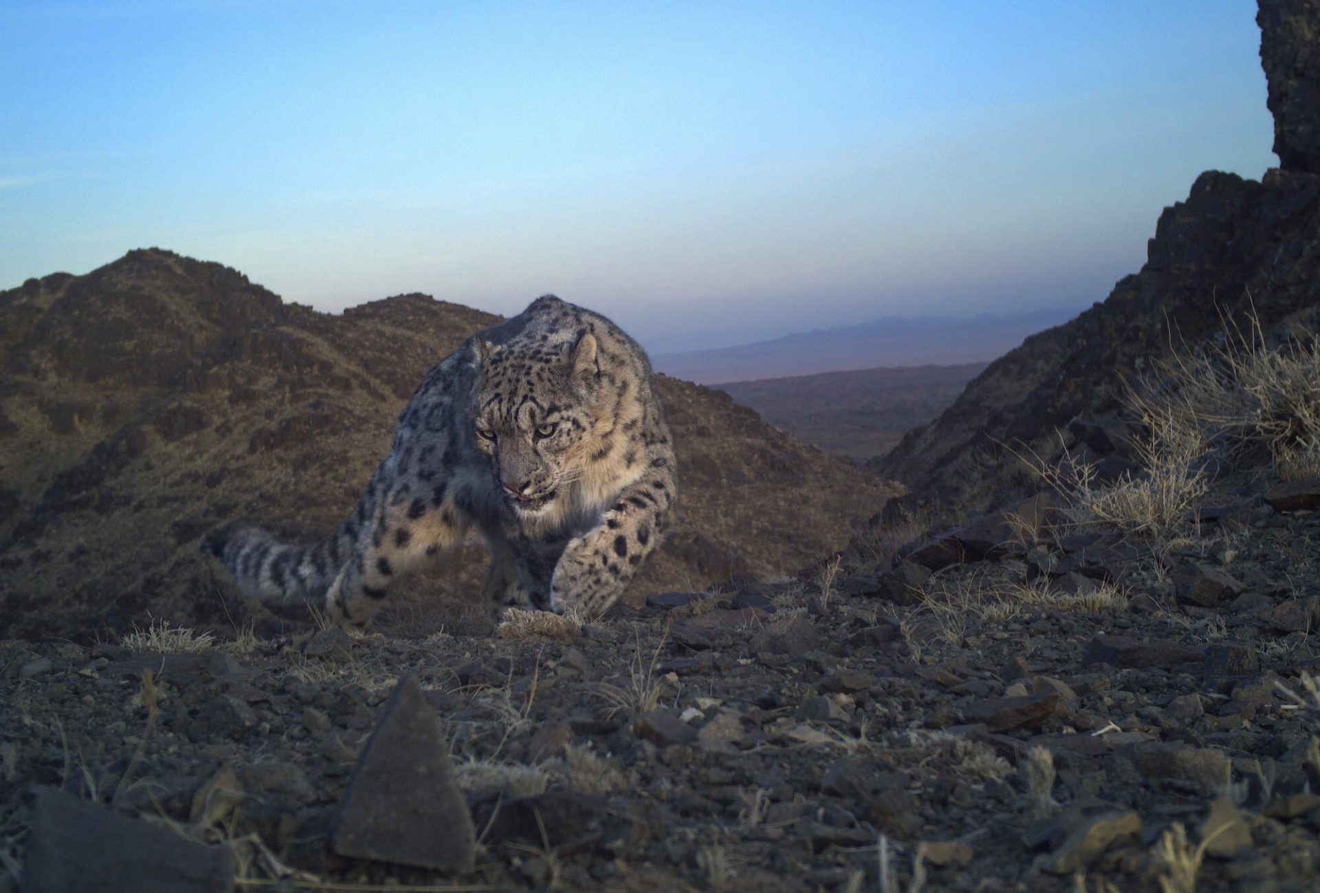 Dublin Zoo Support Snow Leopard Conservation Project - Donate Today