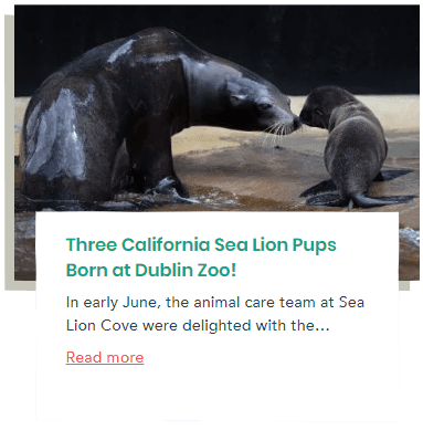 A Zoo-tastic Year for New Arrivals at Dublin Zoo! - Dublin Zoo