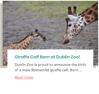 A Zoo-tastic Year for New Arrivals at Dublin Zoo! - Dublin Zoo