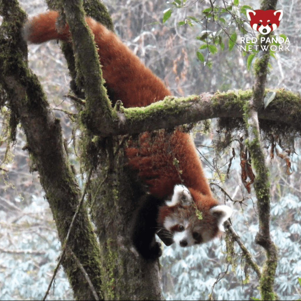 Dublin Zoo Support Red Panda Conservation Project - Donate Today