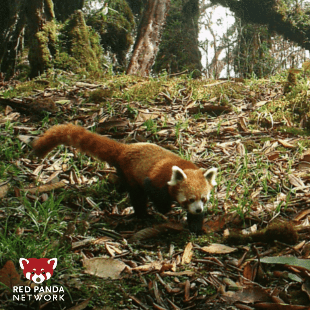 Dublin Zoo Support Red Panda Conservation Project - Donate Today
