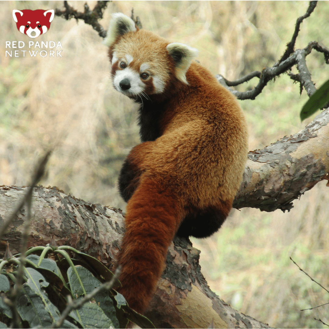 Dublin Zoo Support Red Panda Conservation Project - Donate Today