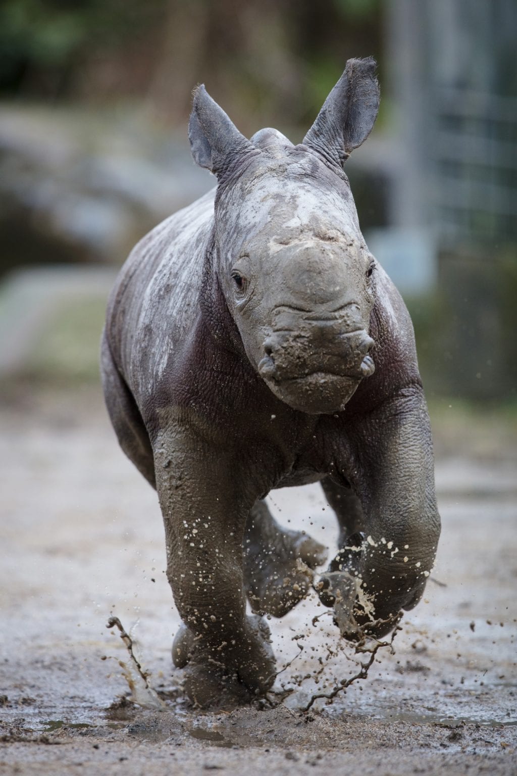 Male Rhino Calf Born at Dublin Zoo - Southern White Rhinoceros