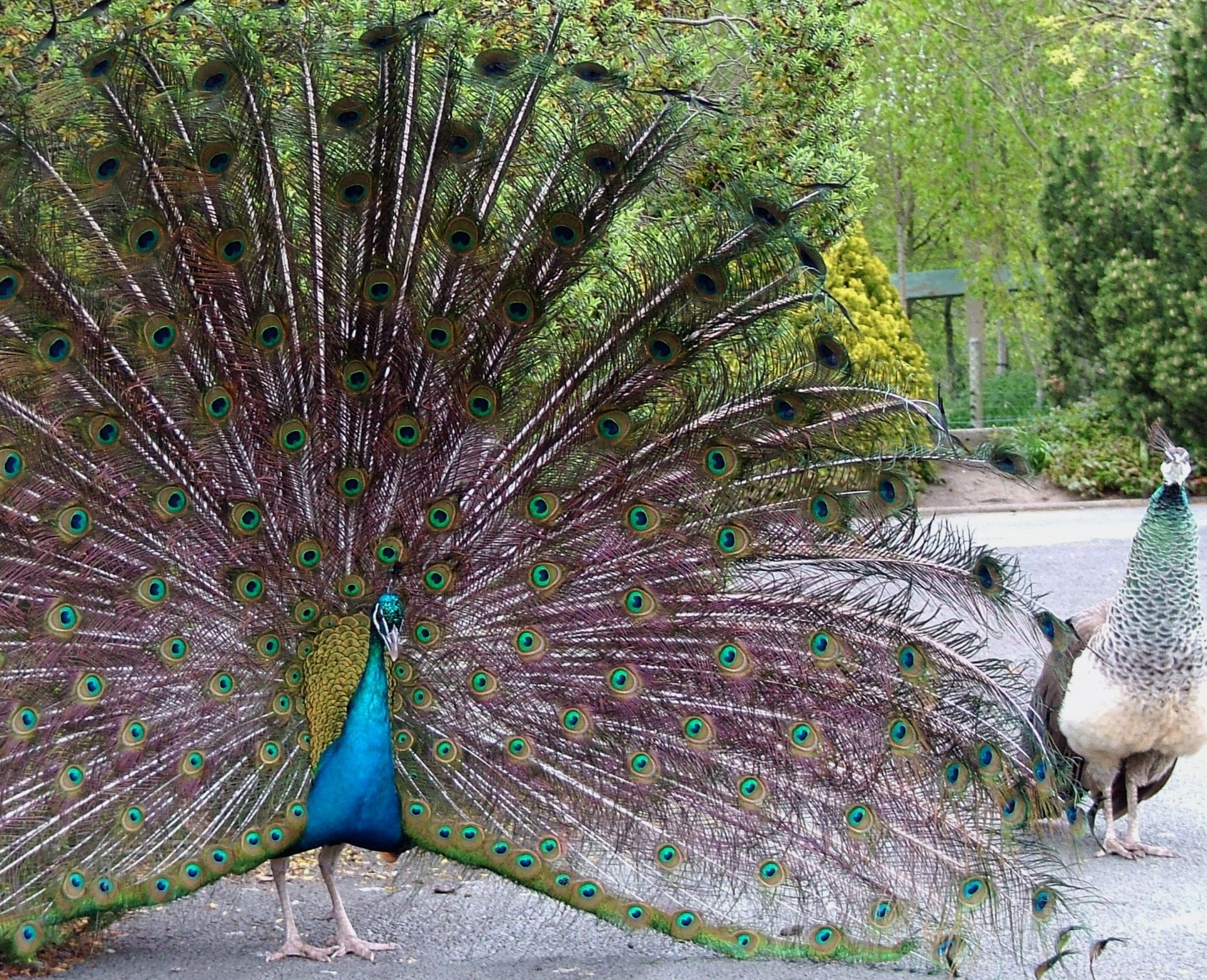 Fowl Play in Dublin Zoo - Dublin Zoo