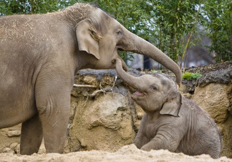 Dublin Zoo, a summary history - Dublin Zoo