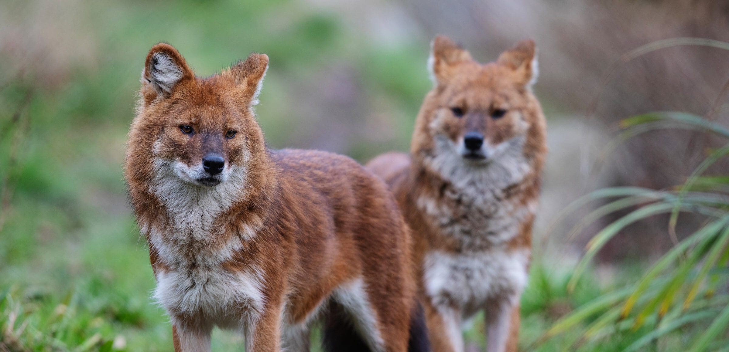 Chinese dhole - Dublin Zoo
