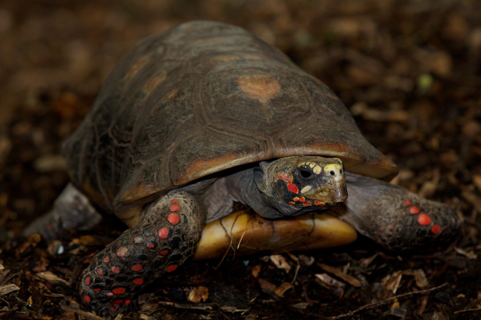 Red-footed tortoise - Dublin Zoo