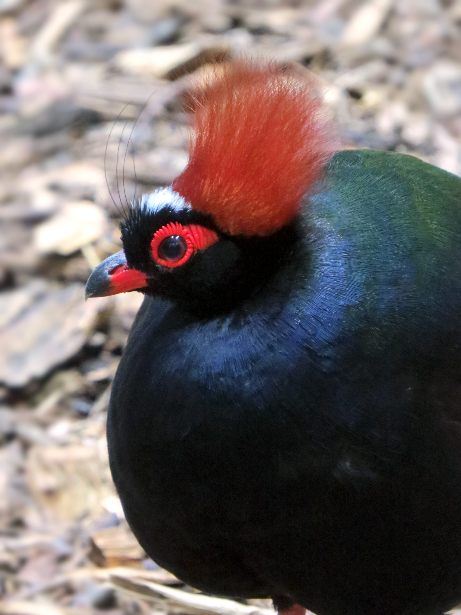 Crested wood partridge - Dublin Zoo