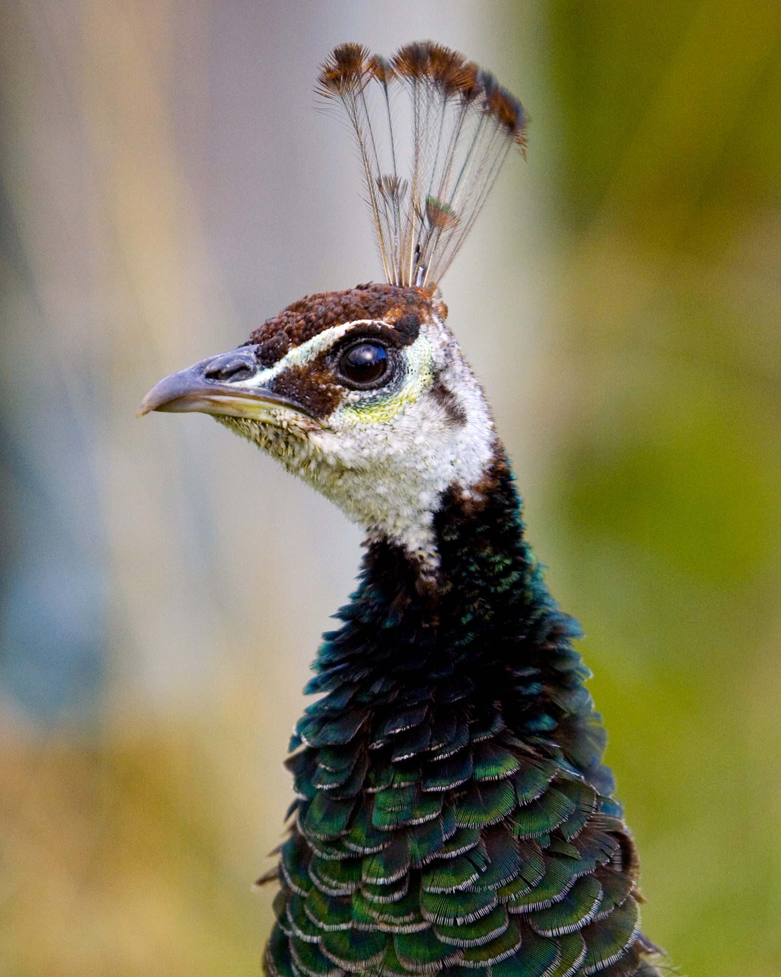 Crested wood partridge - Dublin Zoo