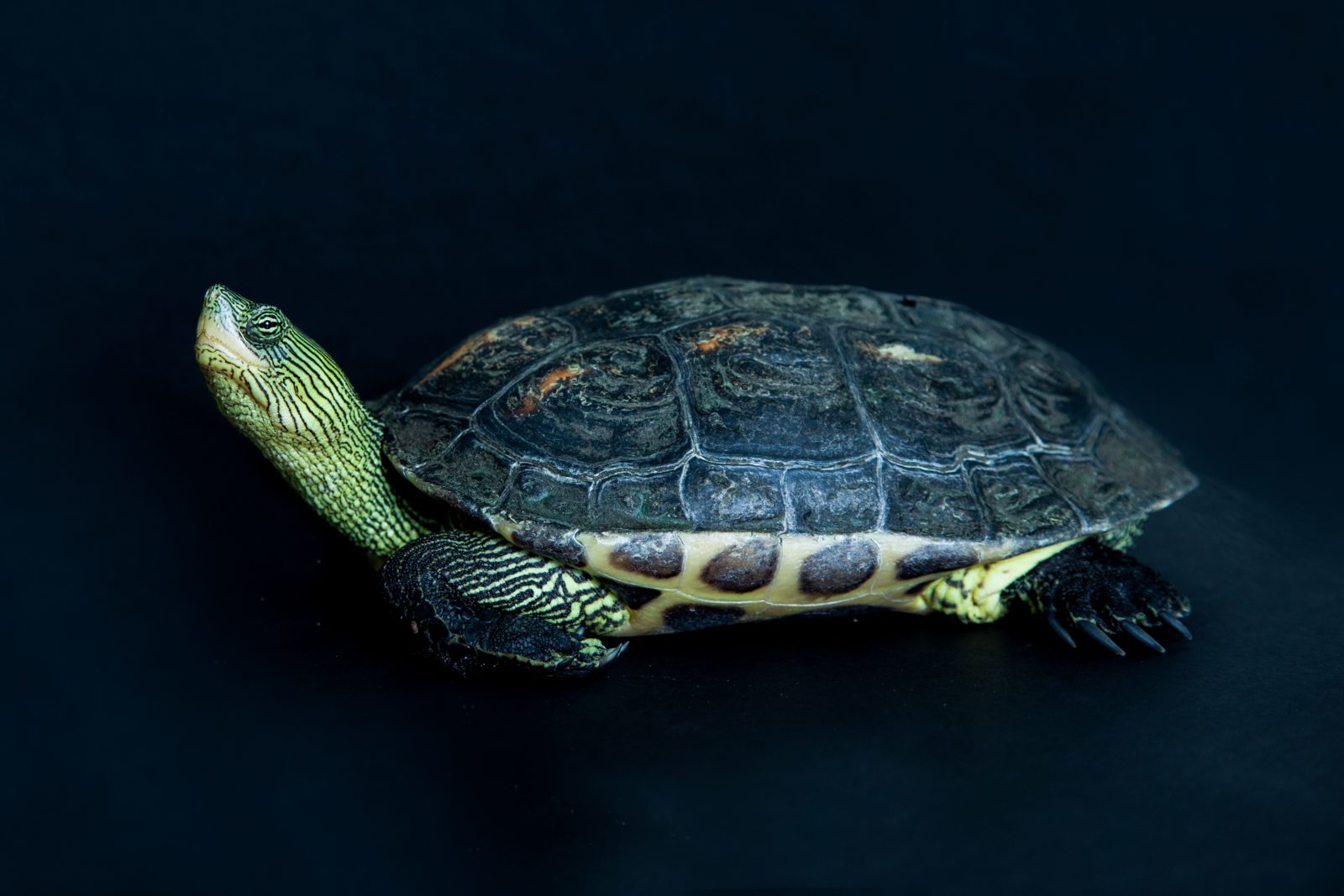 Chinese stripe-necked turtle - Dublin Zoo