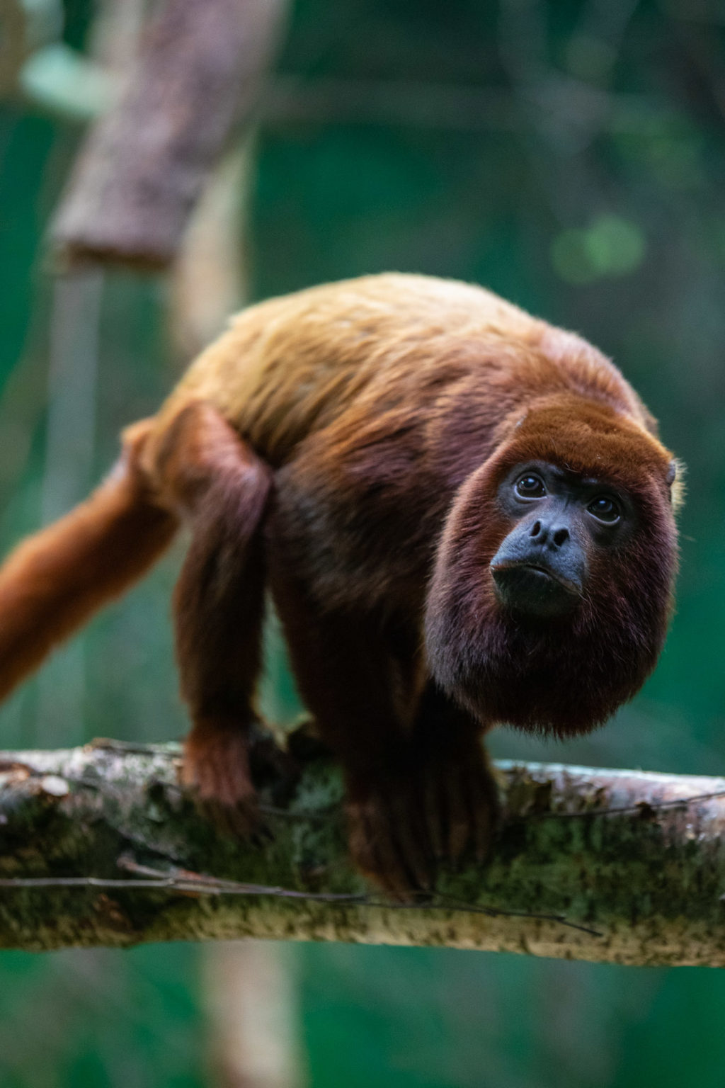 Dublin Zoo welcomes two Venezuelan red howler monkeys - Dublin Zoo