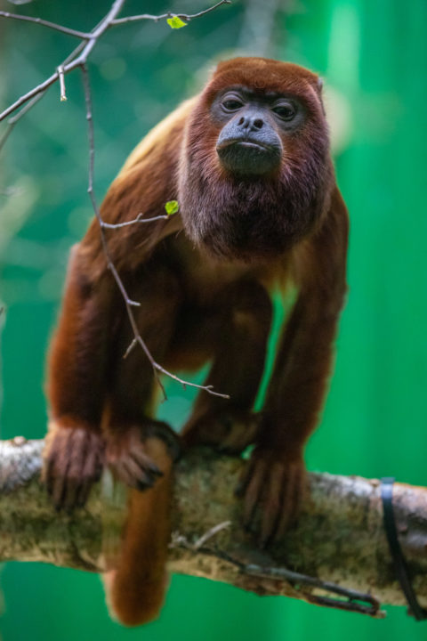 Red howler monkey - Dublin Zoo