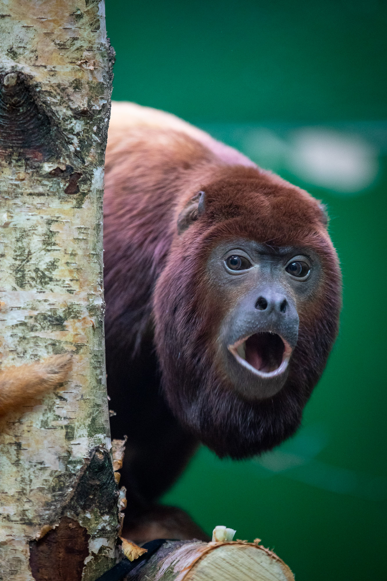 Red howler monkey - Dublin Zoo