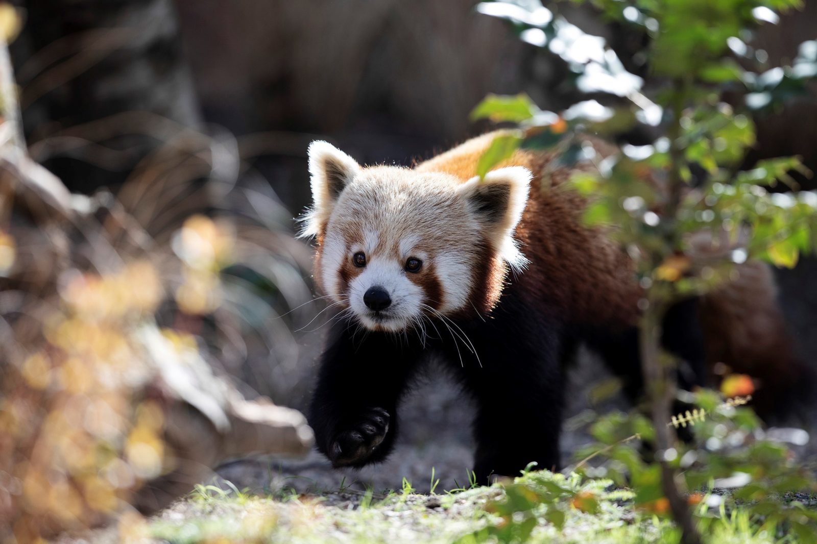 Red panda ISL Keeper Talk - Dublin Zoo