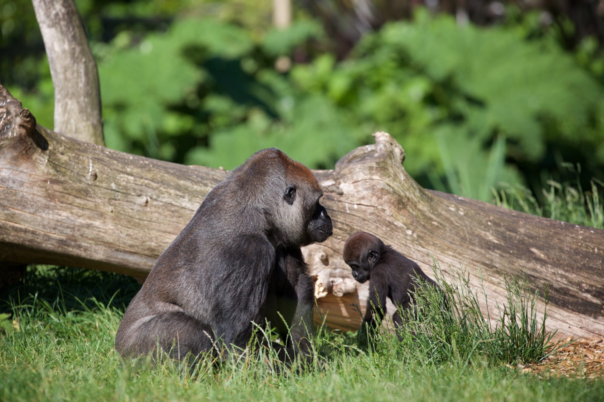 The Zoo TV series is back for 2022 - Dublin Zoo