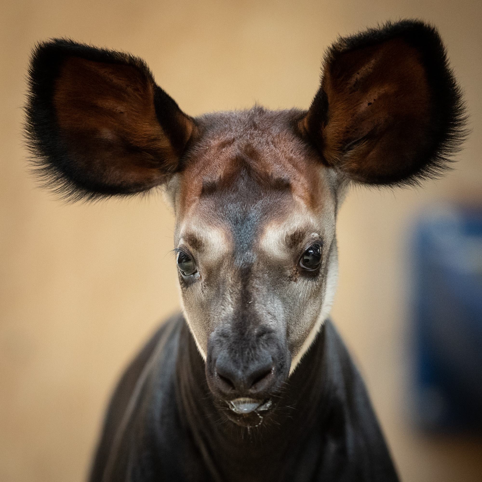 Endangered Okapi Born at Dublin Zoo - Dublin Zoo
