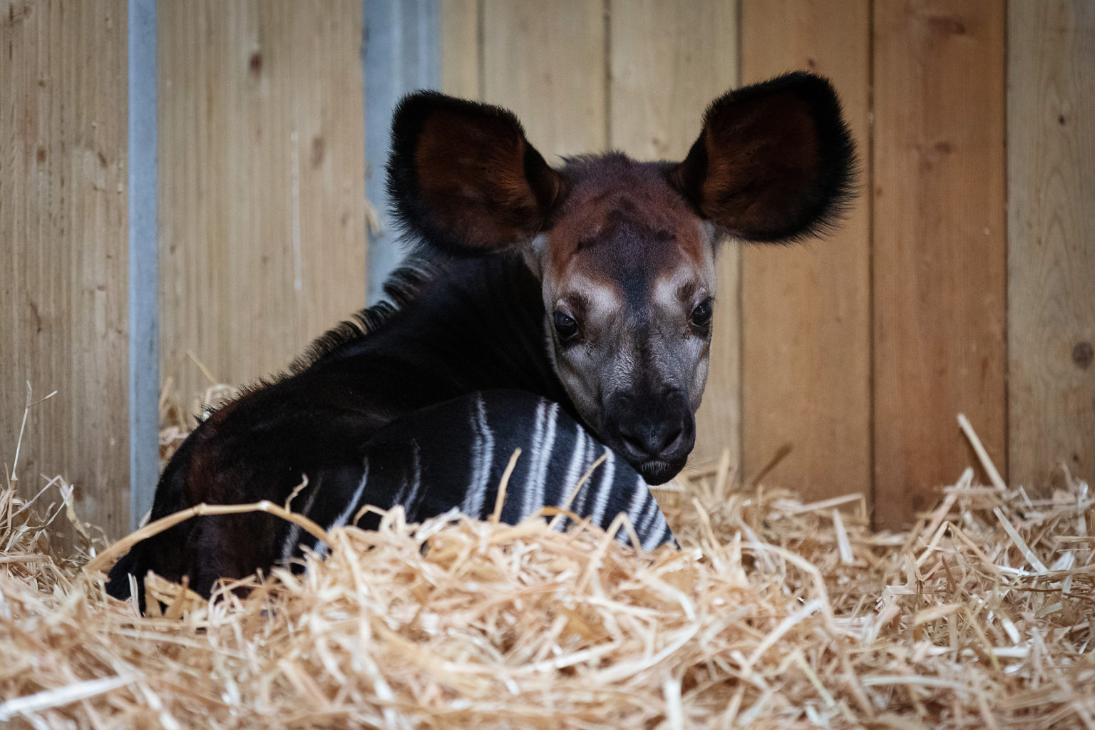Endangered Okapi Born at Dublin Zoo - Dublin Zoo