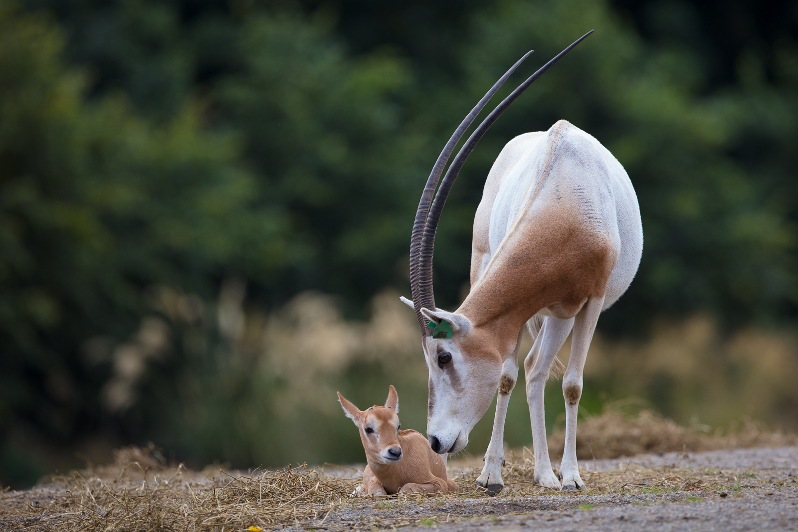Group Visits | Dublin Zoo
