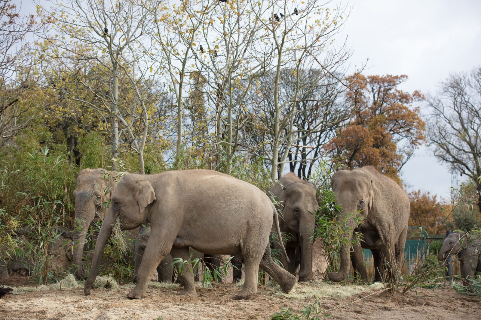The Habitats | Dublin Zoo