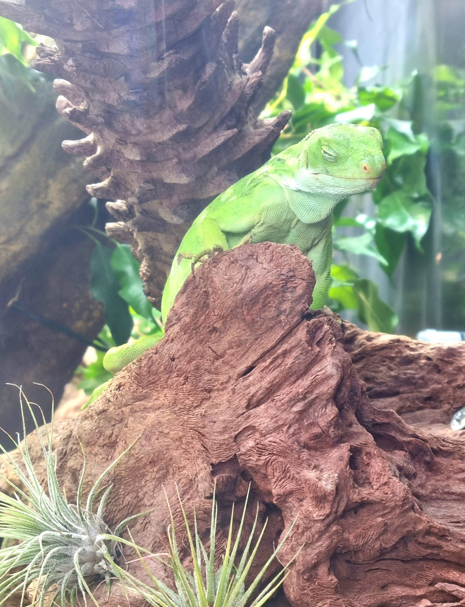 Lau banded iguana - Dublin Zoo