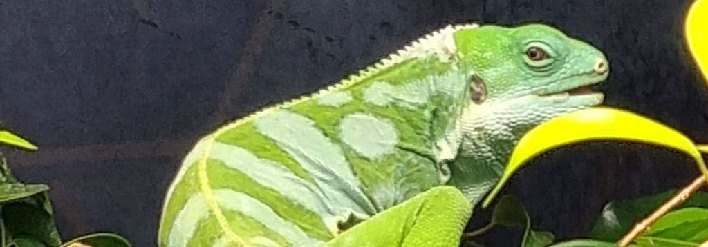 Lau banded iguana - Dublin Zoo