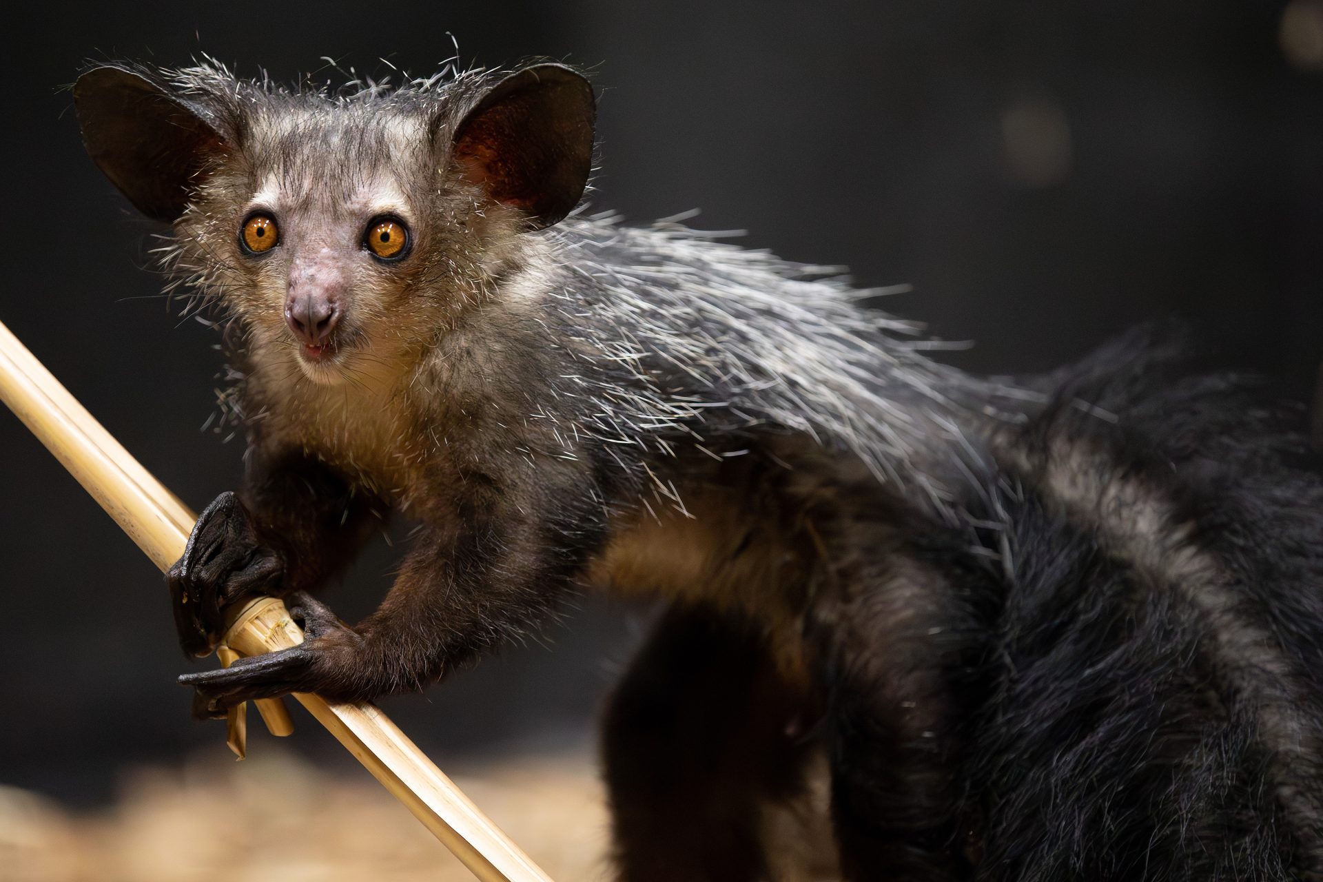 Aye-aye - Dublin Zoo