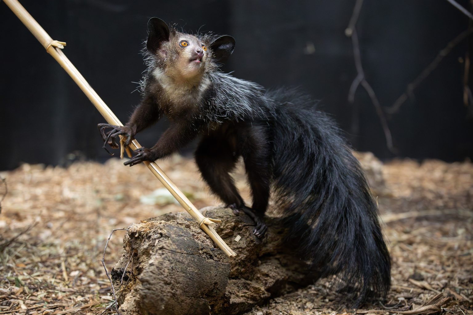 Aye-aye - Dublin Zoo