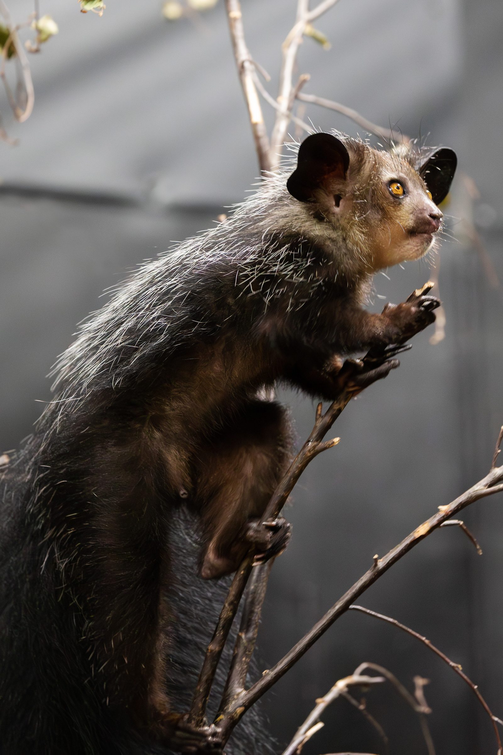 Aye-aye - Dublin Zoo