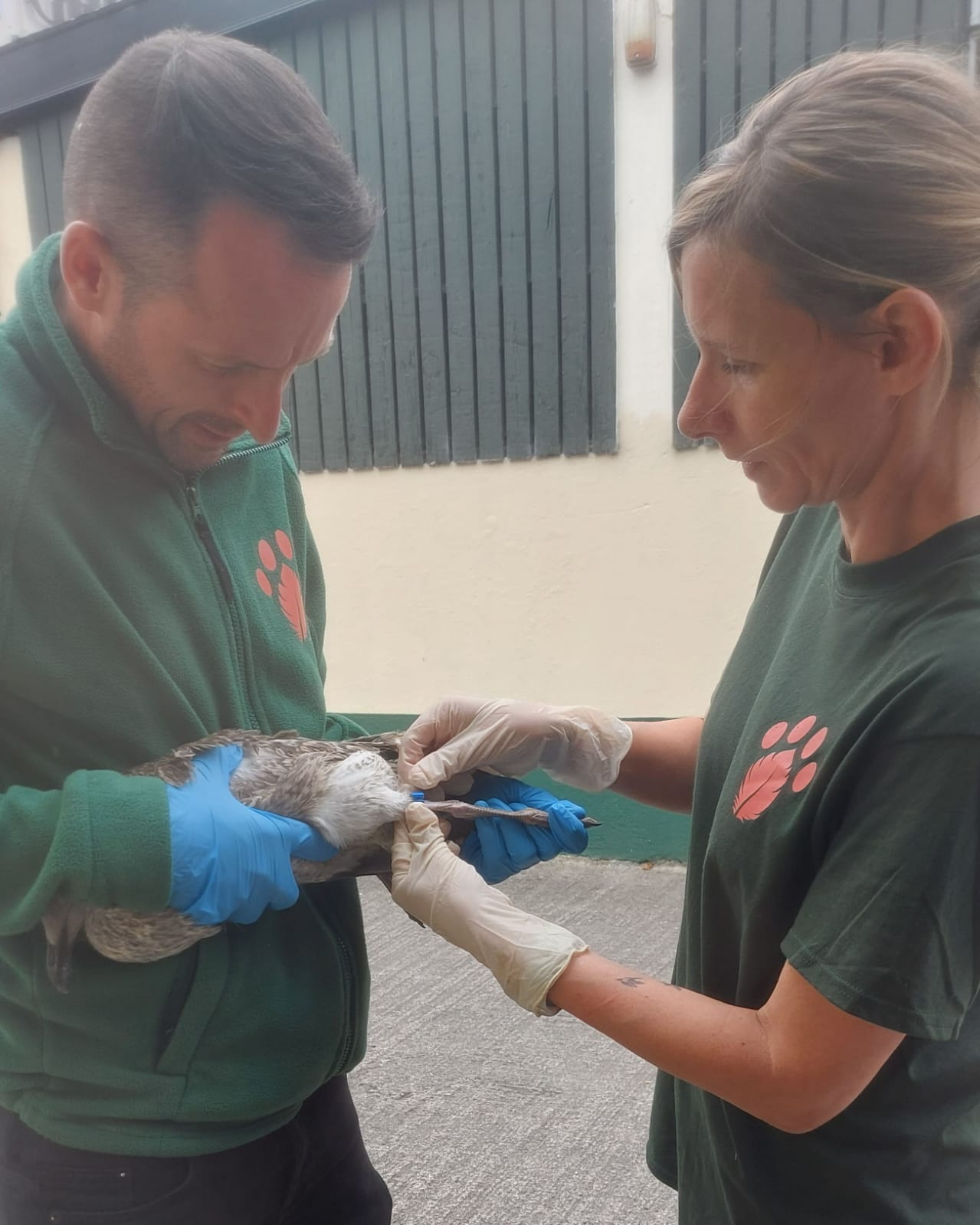Rescuing and Rehabilitating Ireland’s Wildlife - Dublin Zoo
