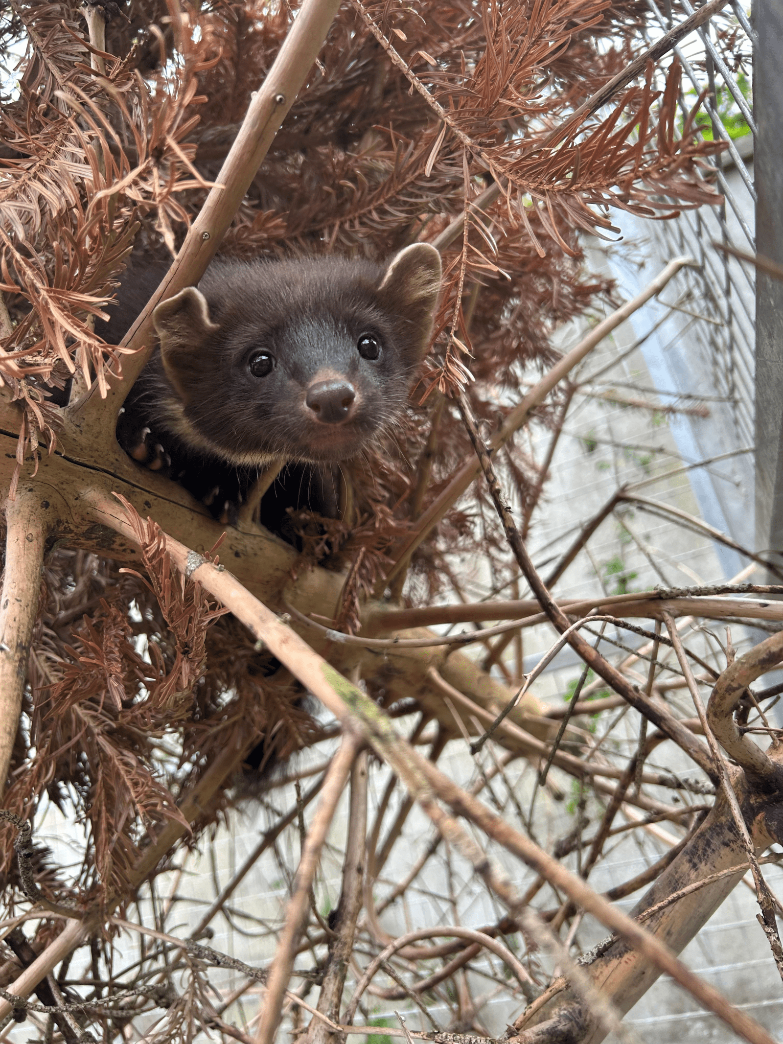 Kildare Wildlife Rescue - Dublin Zoo