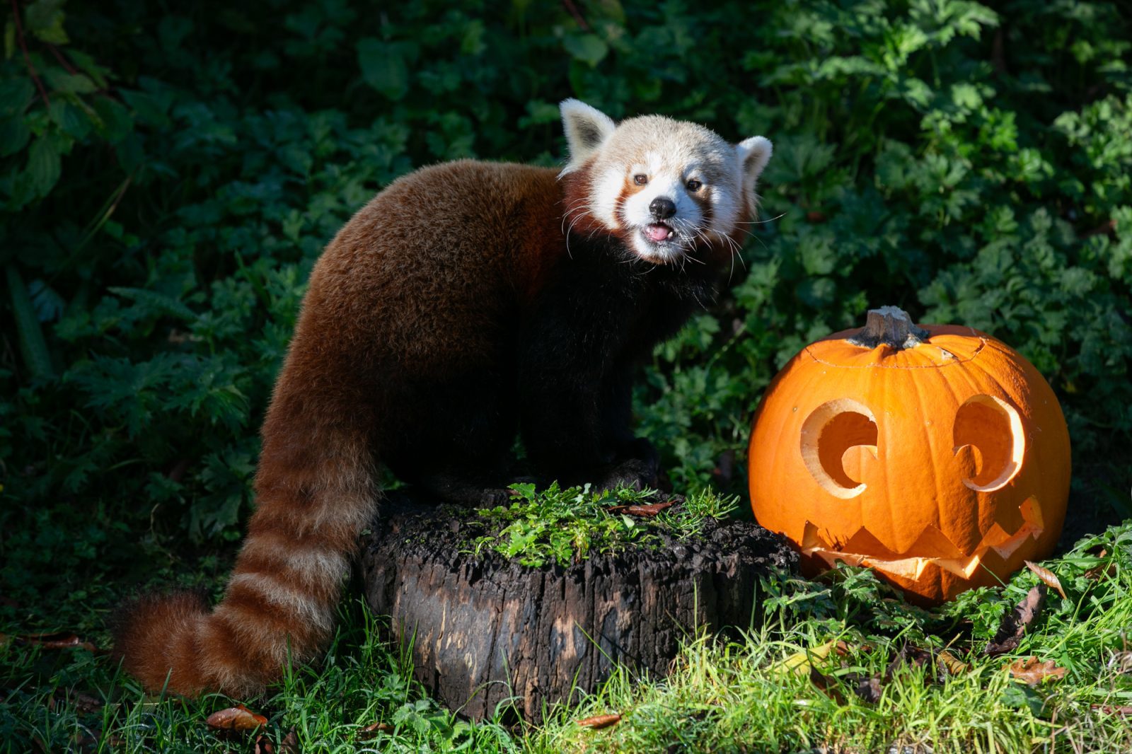 Boo at the Zoo: Spooktacular Halloween Celebrations at Dublin Zoo! - Dublin Zoo