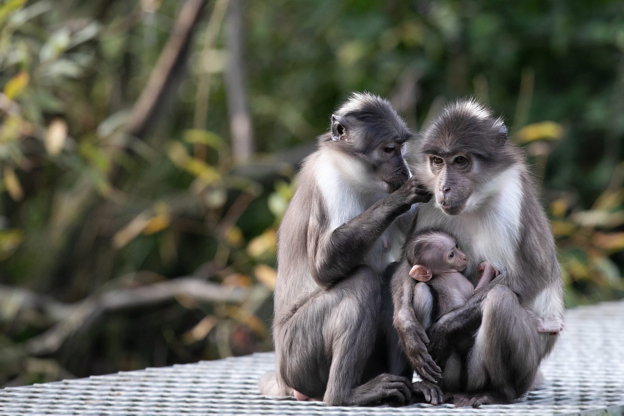 Dublin Zoo Welcomes a White-Naped Mangabey Baby - Dublin Zoo