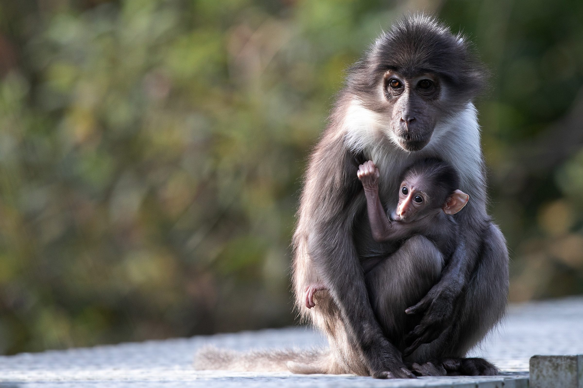 Sooty Mangabey Monkeys