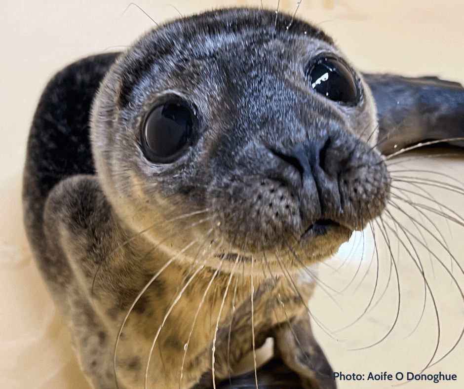 Seal Rescue Ireland - Dublin Zoo