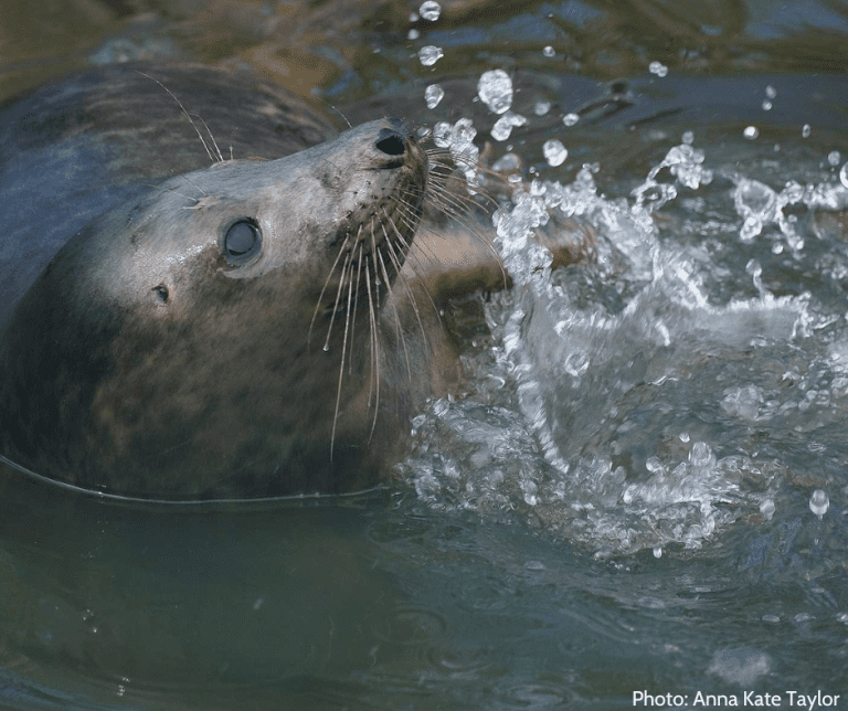 Dublin Zoo joins effort to help Ireland’s seals - Dublin Zoo