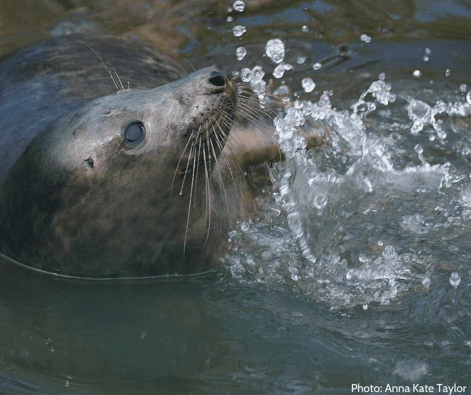 Dublin Zoo joins effort to help Ireland’s seals - Dublin Zoo