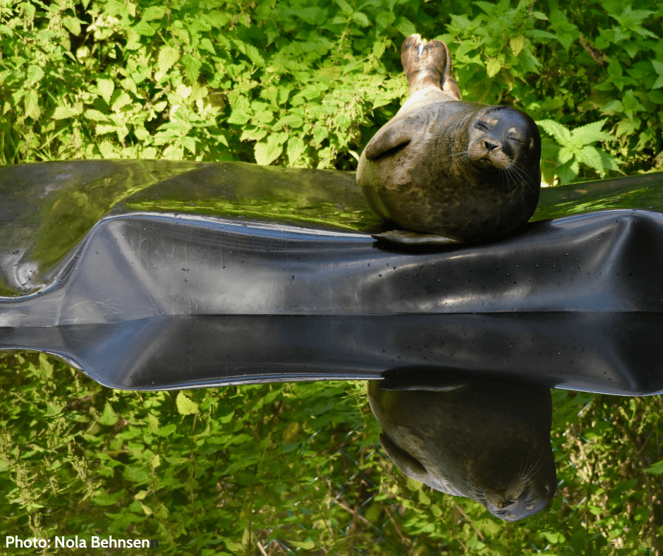 Dublin Zoo joins effort to help Ireland’s seals - Dublin Zoo